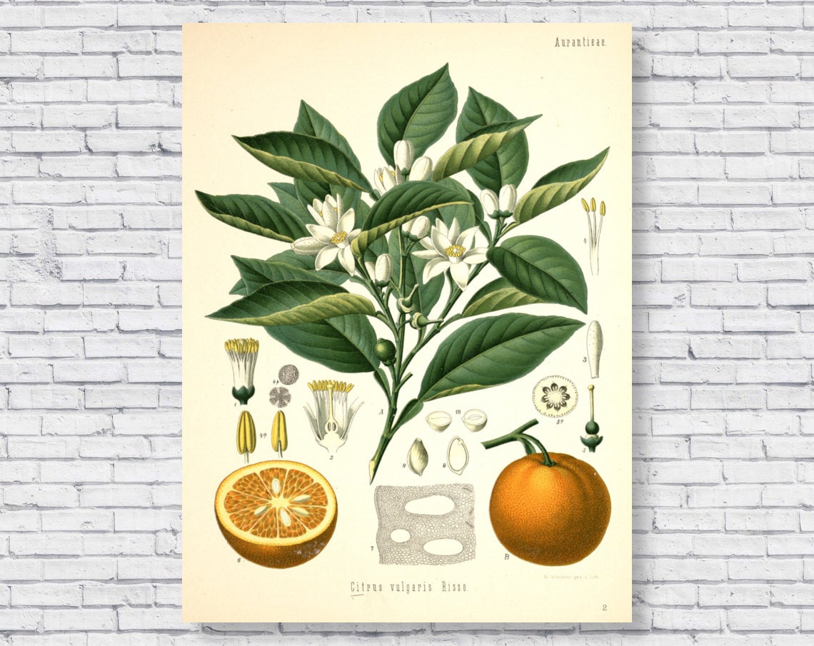 Vintage Orange Poster Orange Botanical Print Scientific - Etsy