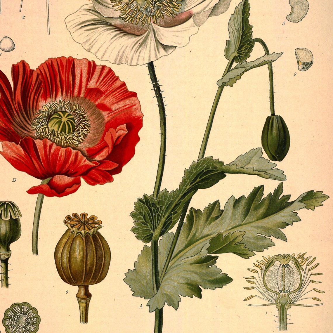 Vintage Opium Botanical Illustration Poster Print Opium Poppy | Etsy