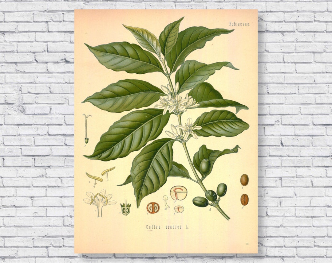 Vintage Coffee Poster, Botanical Scientific Identification Chart, 1883 ...