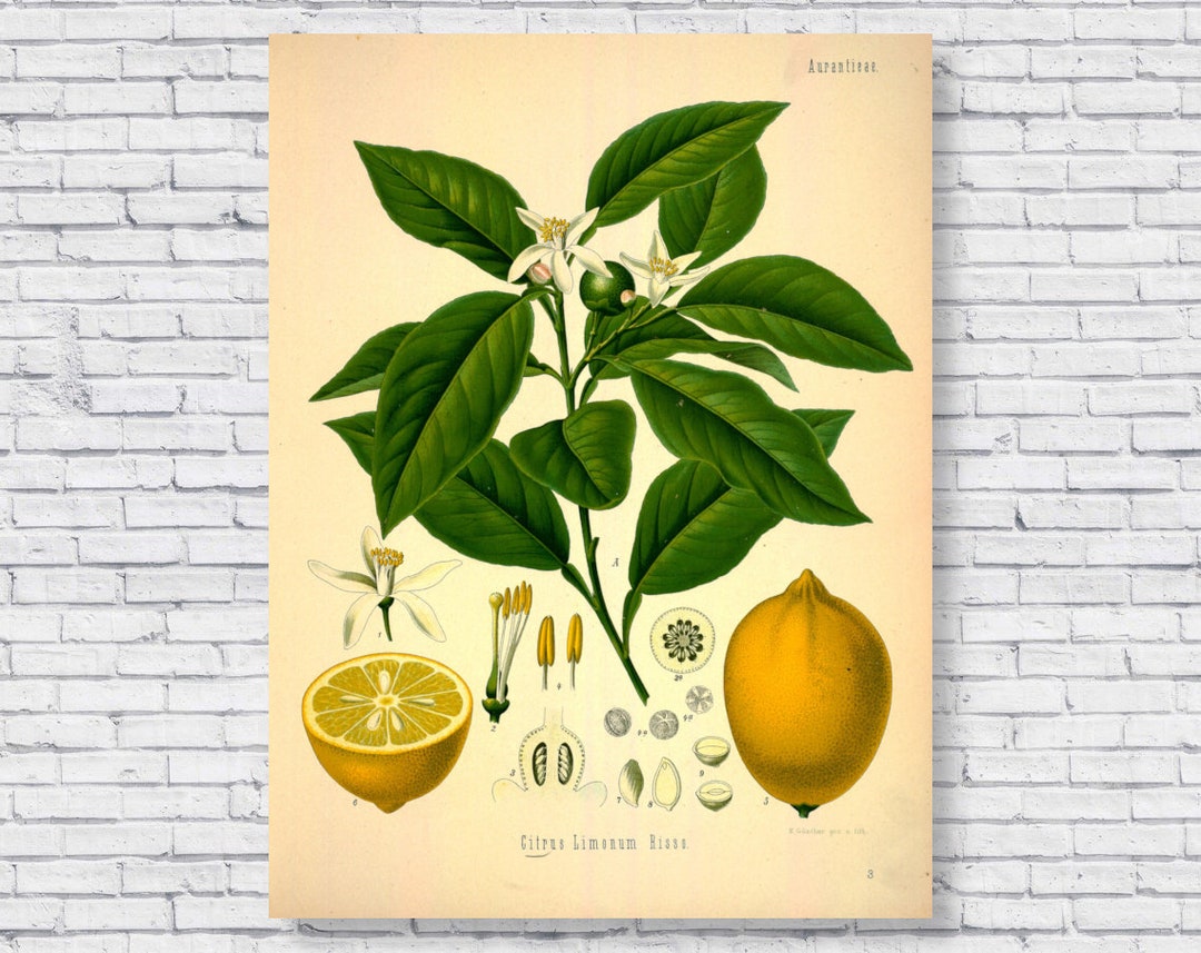 Vintage Lemon Poster, Citrus Botanical Scientific Identification Chart ...