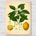 Vintage Lemon Poster Citrus Botanical Scientific | Etsy