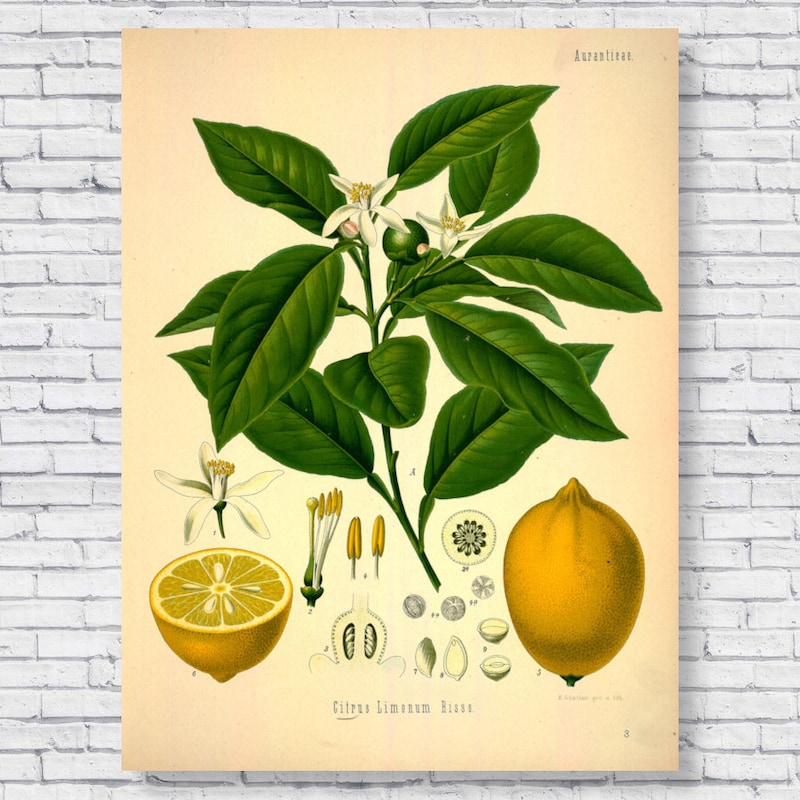 1883 Botanical Prints - Etsy