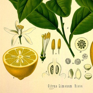 Vintage Lemon Poster, Citrus Botanical Scientific Identification Chart ...