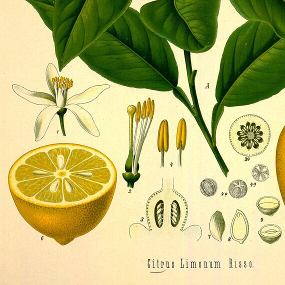 Lemon Botanical Illustration