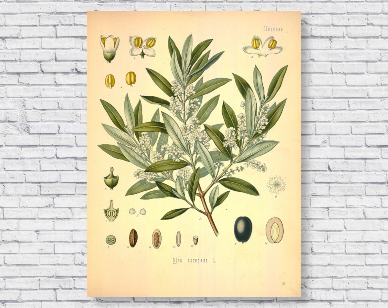 Vintage Olive Poster, Olive Botanical Print, Scientific Identification ...