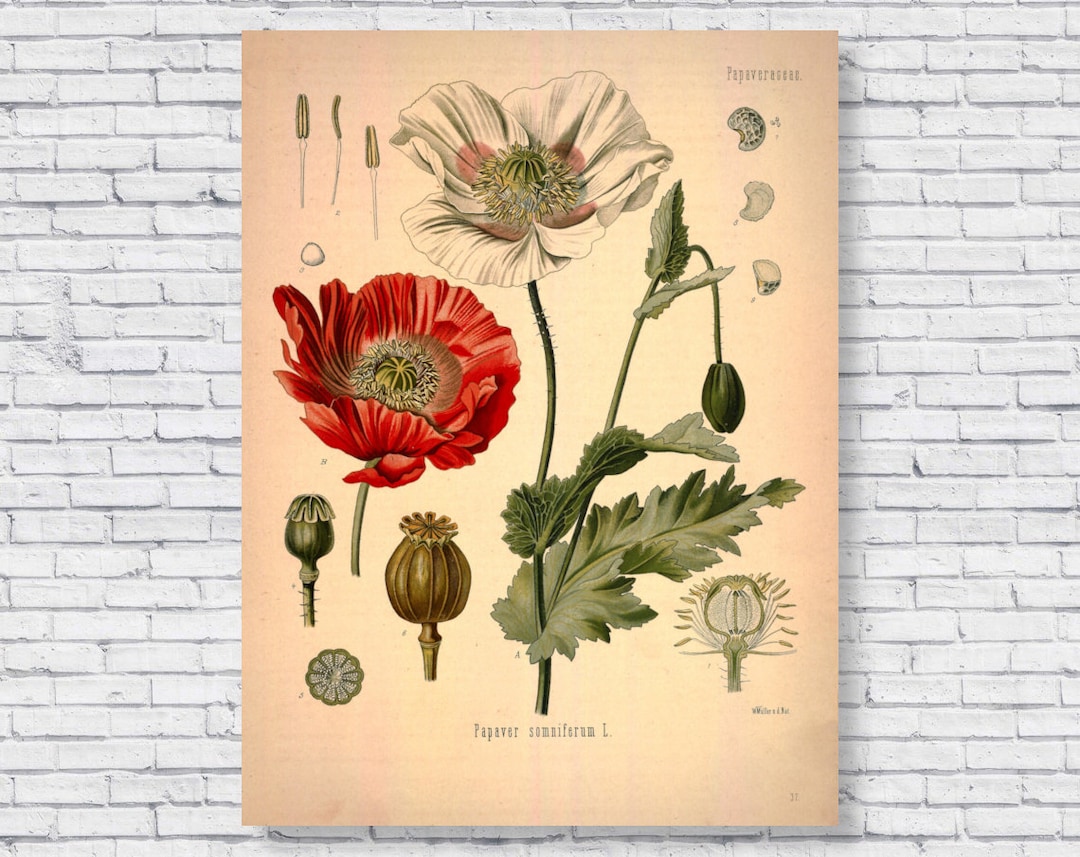 Vintage Opium Botanical Illustration Poster Print, Opium Poppy Plant ...