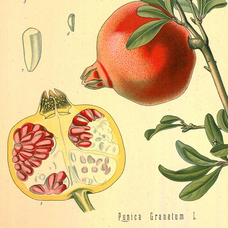 Vintage Pomegranate Poster, Pomegranate Fruit Tree Botanical Print ...