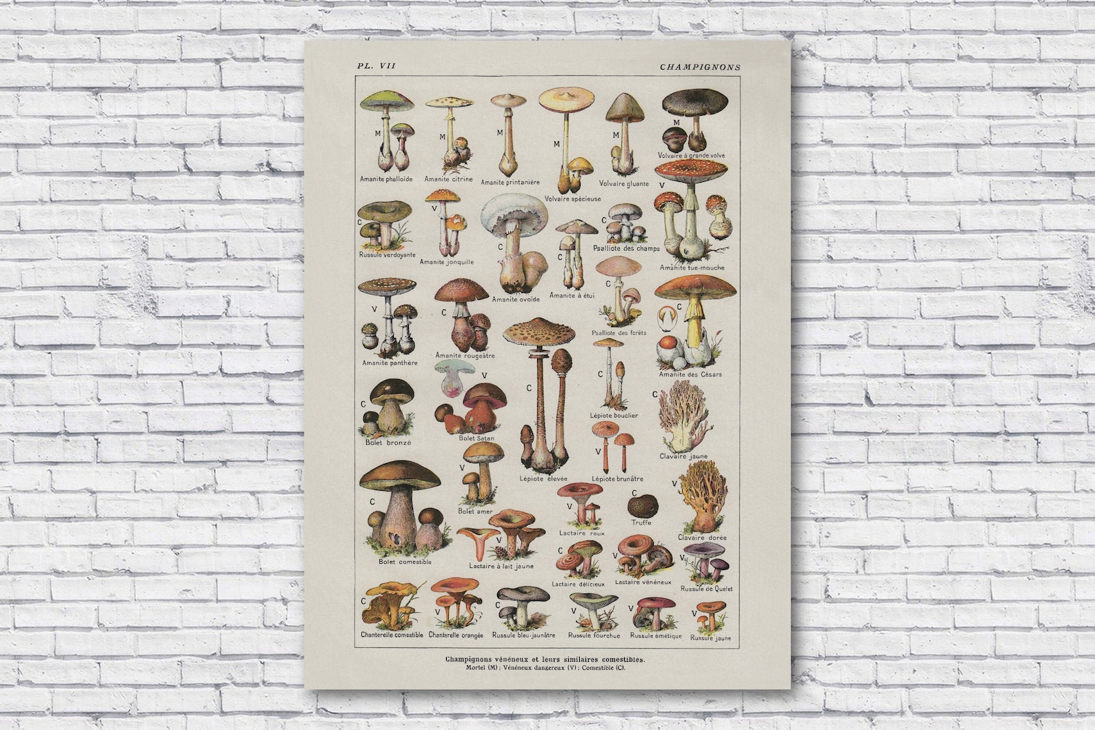 Vintage Mushroom Poster Edible and Poisonous Mushroom | Etsy