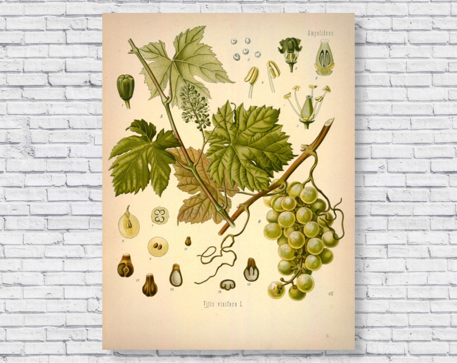 Vintage Grapevine Poster, Grape Wine Botanical Print, Scientific ...