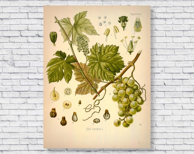 Vintage Grapevine Poster Grape Wine Botanical Print | Etsy