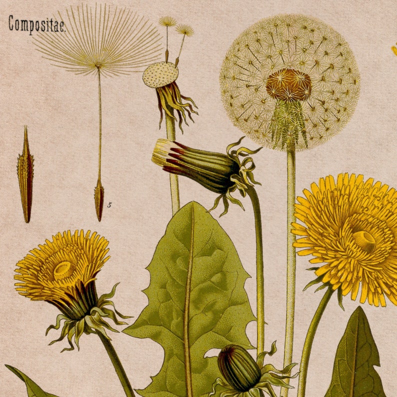 Vintage Dandelion Poster Botanical Scientific Identification - Etsy
