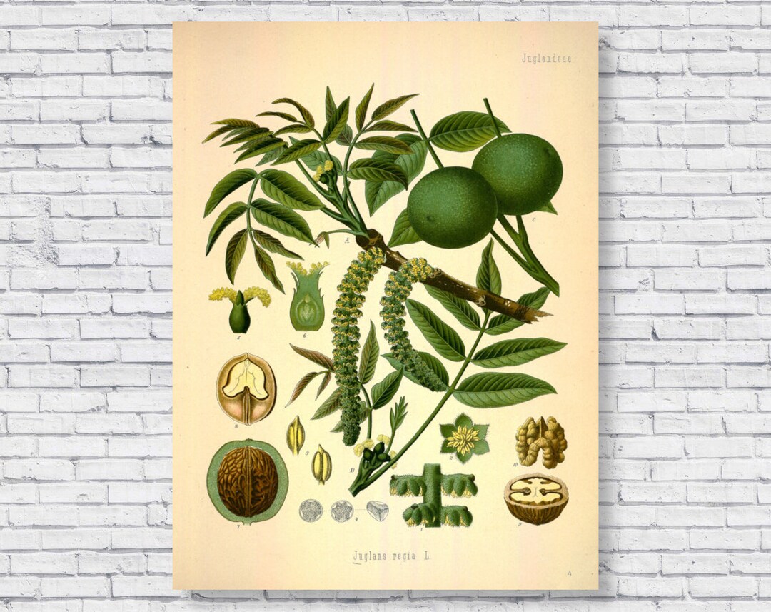 Vintage Walnut Tree Poster, Walnut Botanical Print, Scientific ...