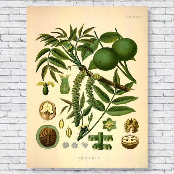 Tree Identification Chart - Etsy