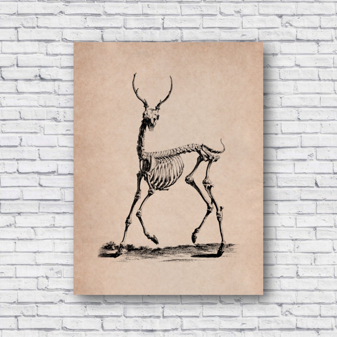 Vintage 1733 Deer Skeleton Poster, Deer Bone Anatomy Chart, Educational ...