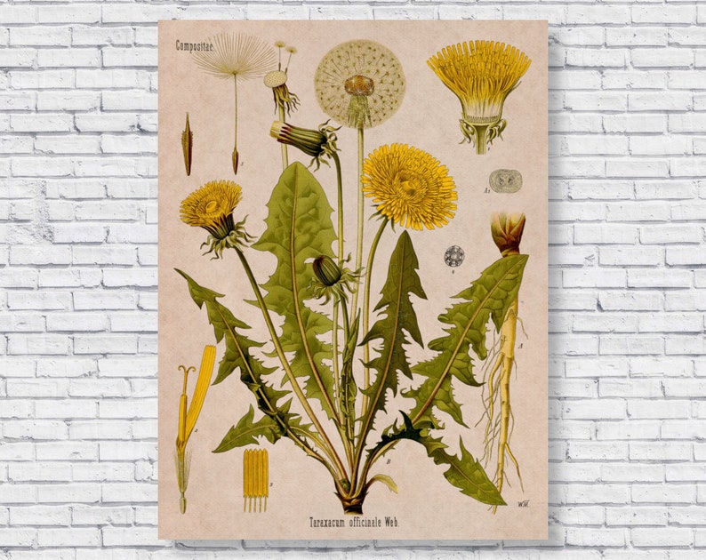 Vintage Dandelion Poster Botanical Scientific Identification - Etsy