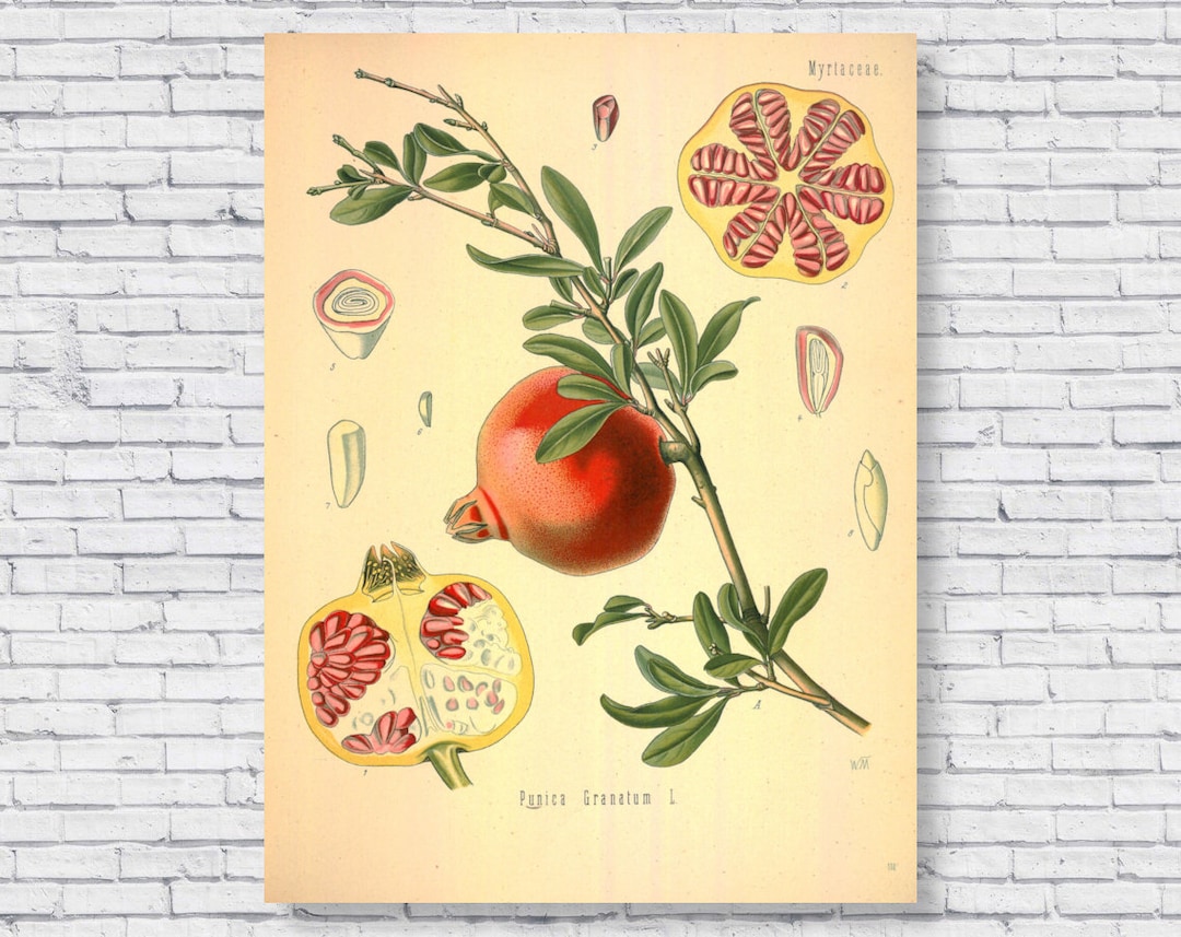 Vintage Pomegranate Poster, Pomegranate Fruit Tree Botanical Print ...