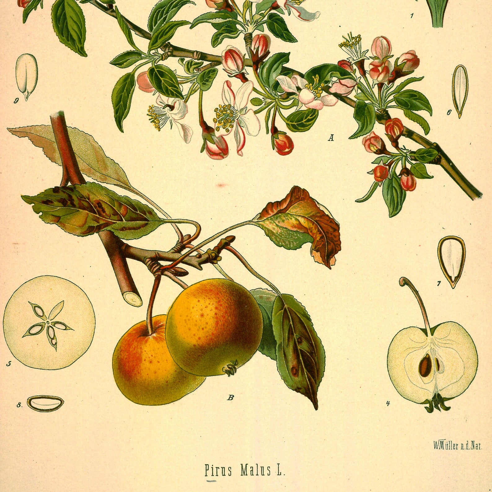 Vintage Apple Poster, Apple Tree Botanical Print, Scientific ...