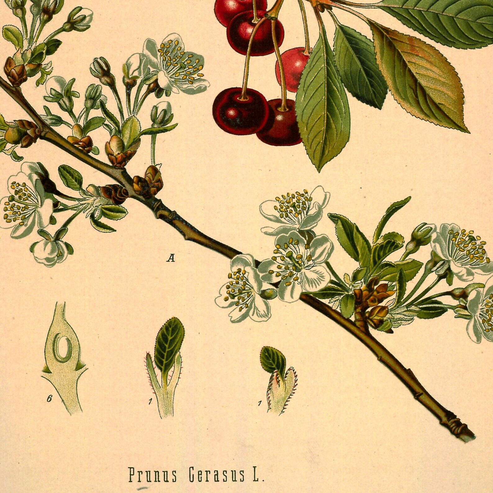 Vintage Cherries Poster, Cherry Tree Botanical Print, Scientific ...