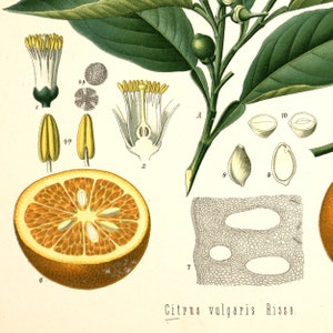 Vintage Orange Poster, Orange Botanical Print, Scientific ...