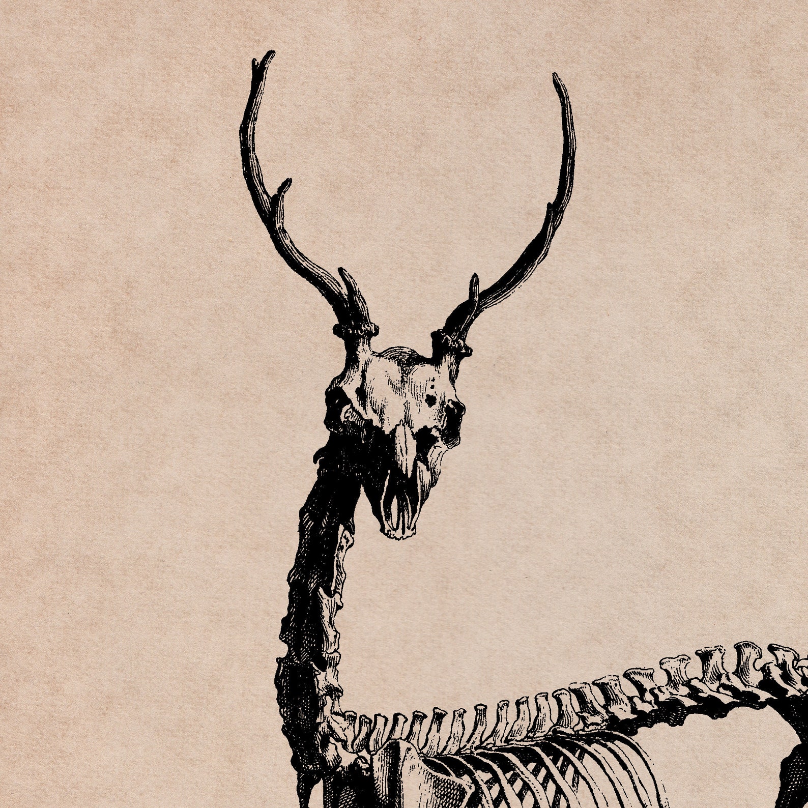 Vintage 1733 Deer Skeleton Poster, Deer Bone Anatomy Chart, Educational ...