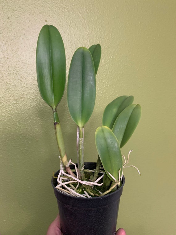 orchid plant SHIPPED In POT RLC Asia Pacific Ferns, Grasses & Bamboo ...