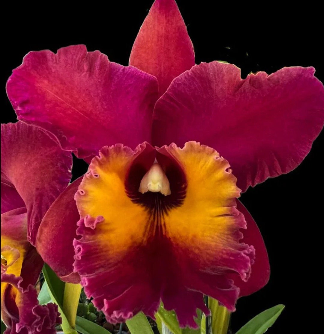 Rlc. Chia Lin 'sun Light' - Etsy
