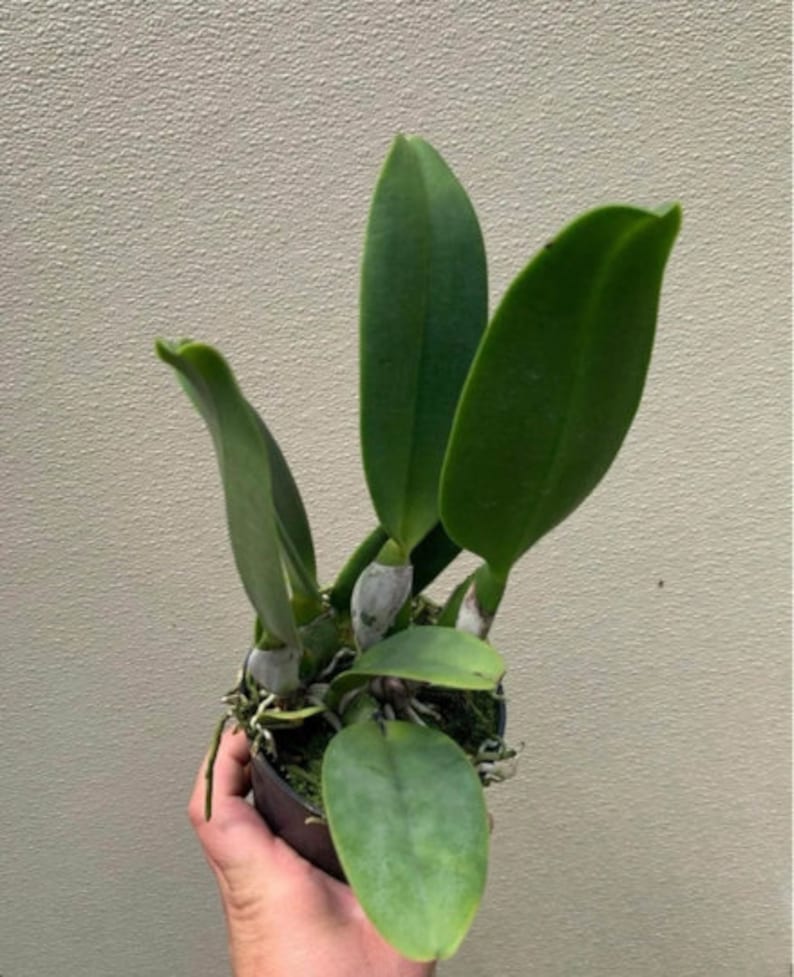 Rlc Sanyung Ruby NEW BEAUTY - Etsy