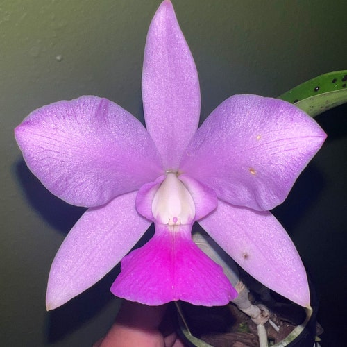 Orchid Cattleya Brassocattleya Bc. Yellow Bird Live Plant - Etsy