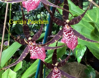 Princess Orchid - Etsy