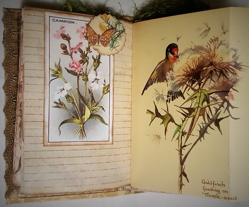 Edith Holden Vintage Book Pages - Etsy