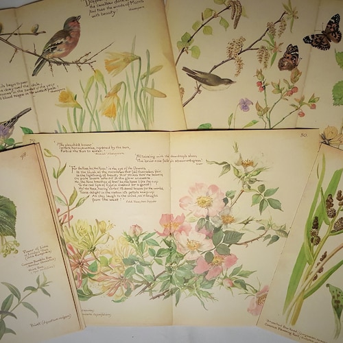 December Edith Holden Vintage Book Pages Pack the Country - Etsy