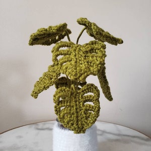 Monstera Deliciosa Crochet 2.0 Indoor House Plant - 2 Colors Available ...