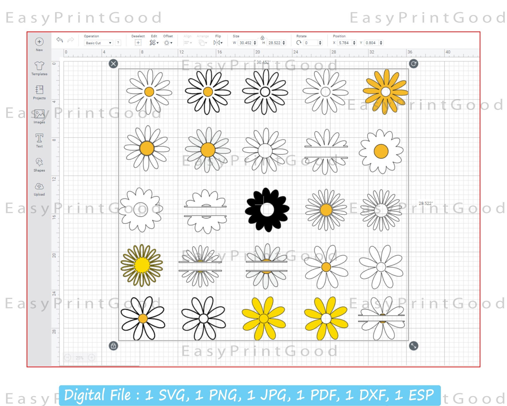Daisy Bundle Svg Daisy SVG Flower SVG Floral SVG Spring - Etsy