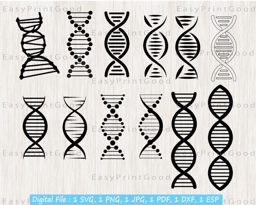 Dna Strand SVG Bundle, 15 Chromosome Laboratory Research, Dna, Genes ...
