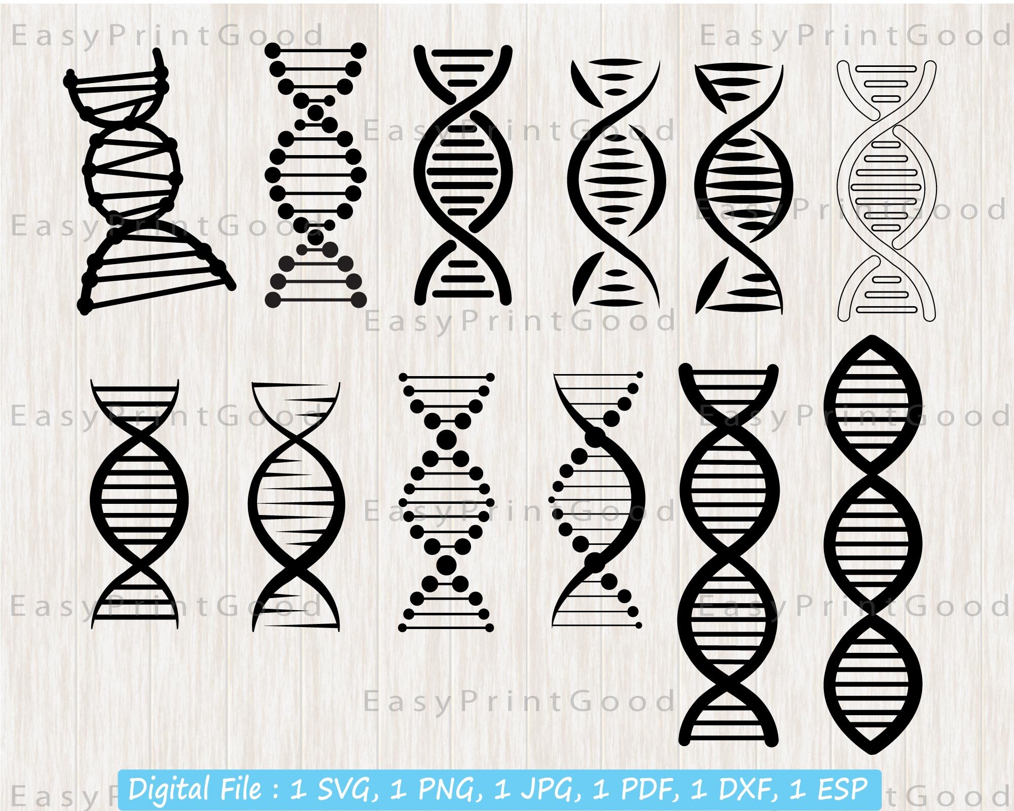 Simple Dna Strand Black And White