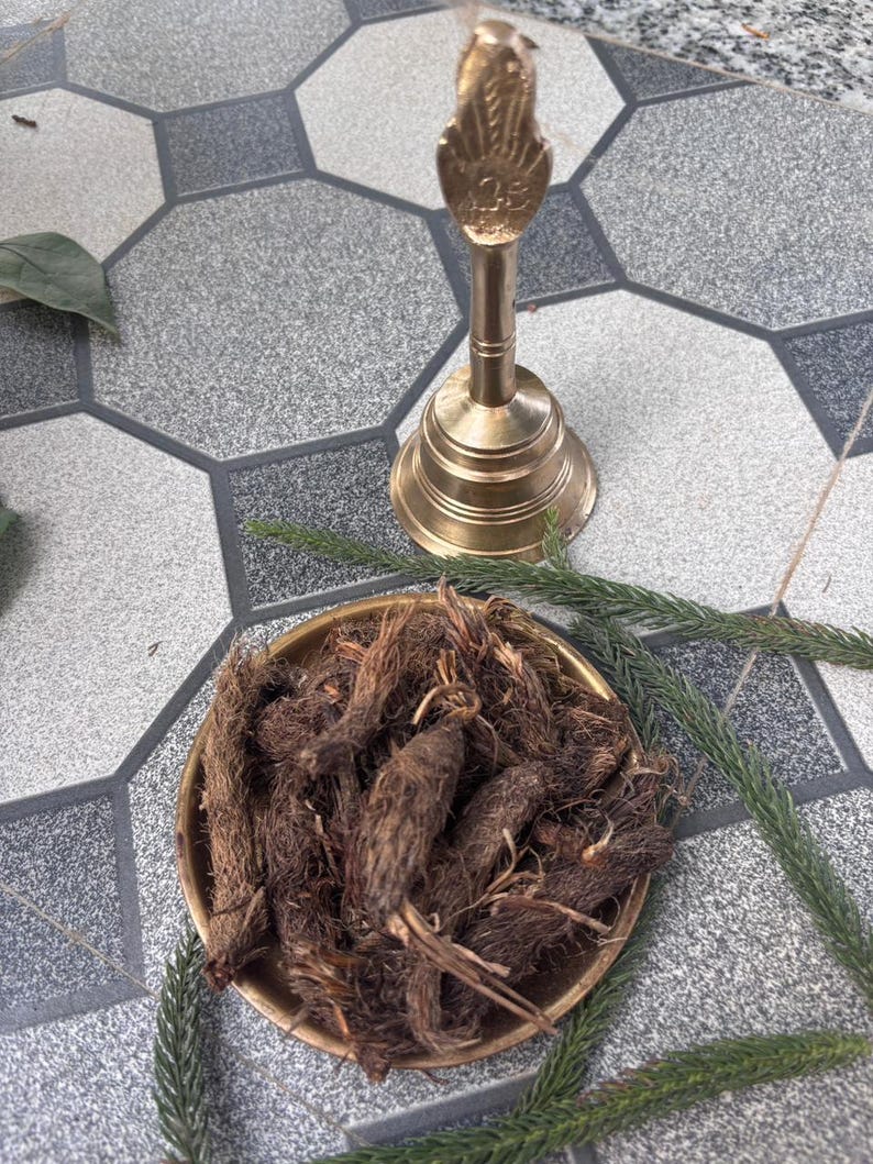 Organic Jatamansi Root, Indian Spikenard Herb, Balchar - Etsy