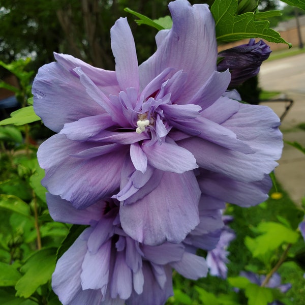 Blue Hibiscus Plant - Etsy