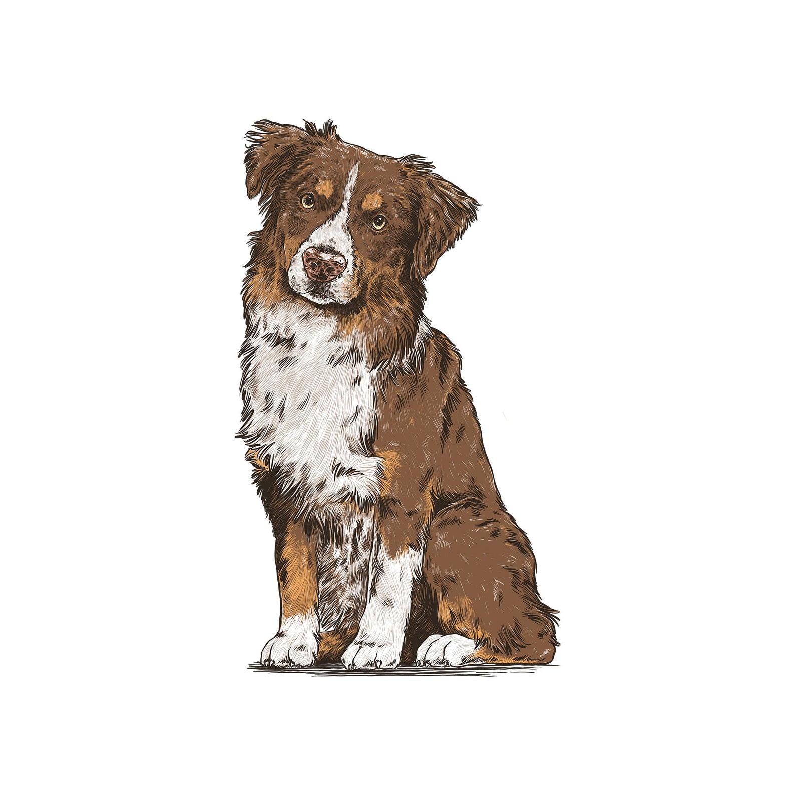 Australian Shepherd Sticker Red Tri - Etsy