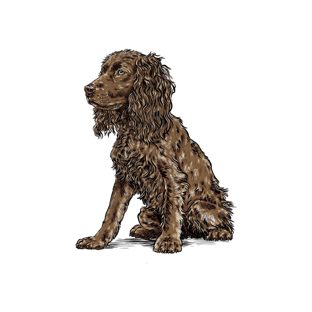 Boykin Sticker - Etsy