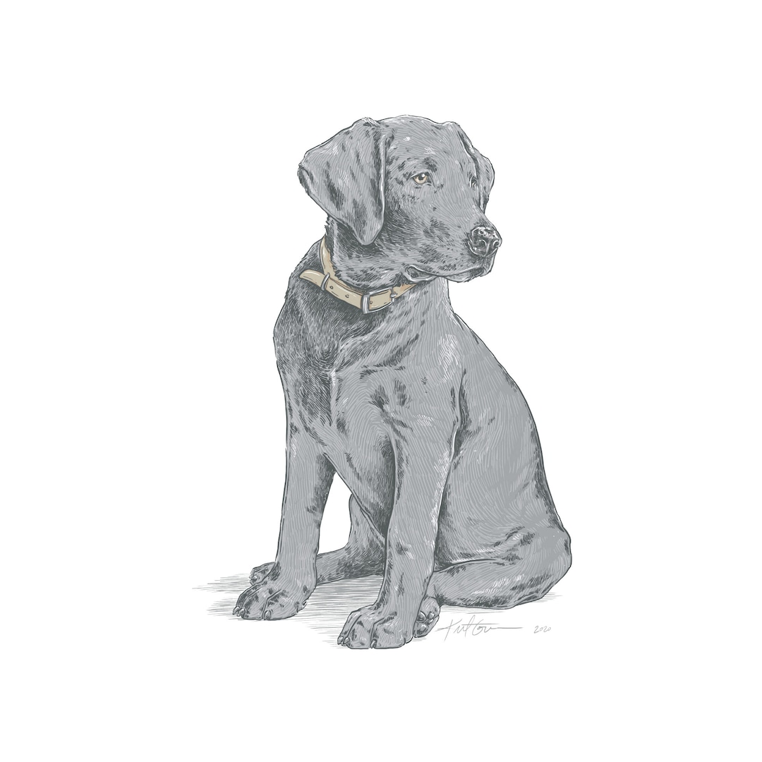 Silver Labrador Sticker - Etsy