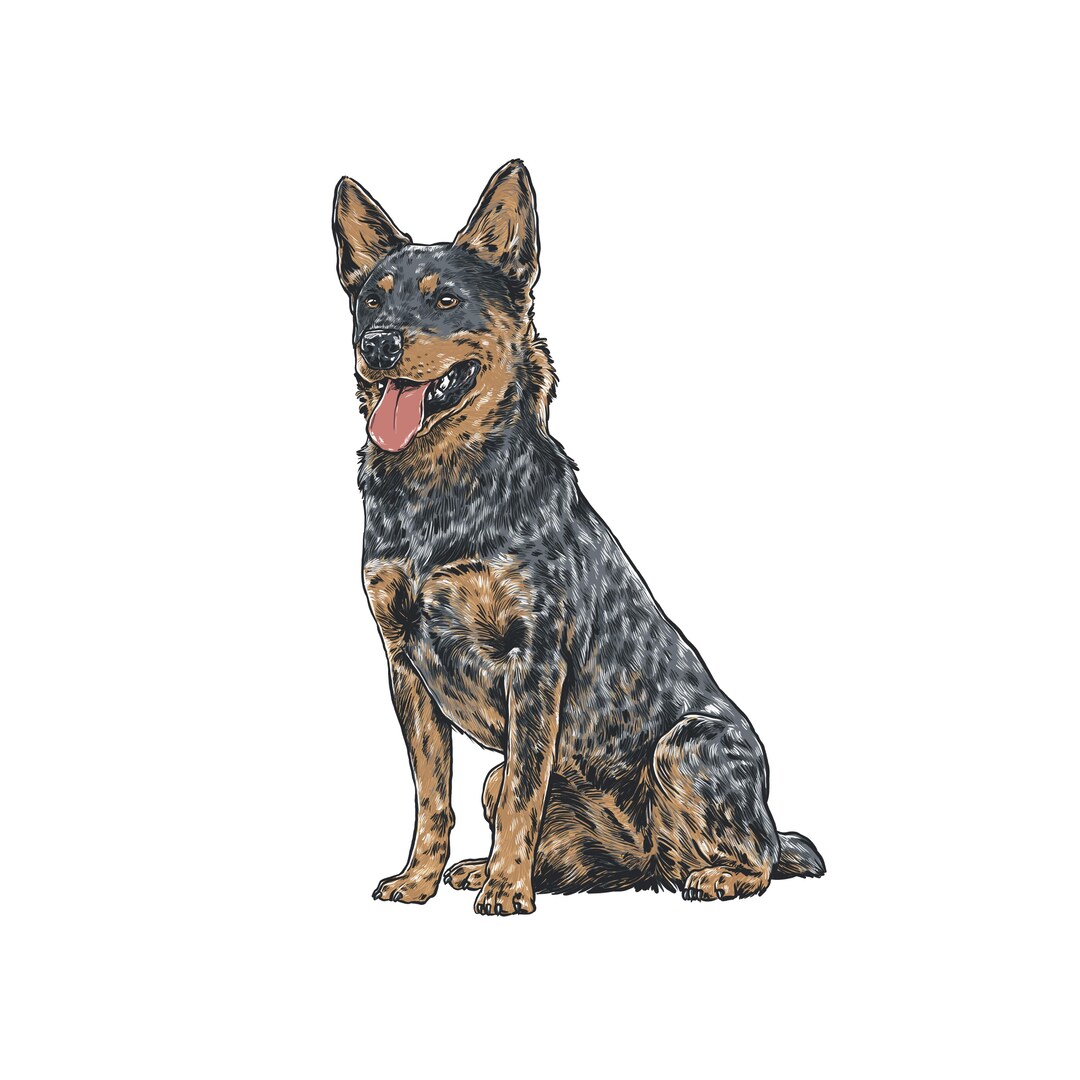 Blue Heeler Sticker - Etsy