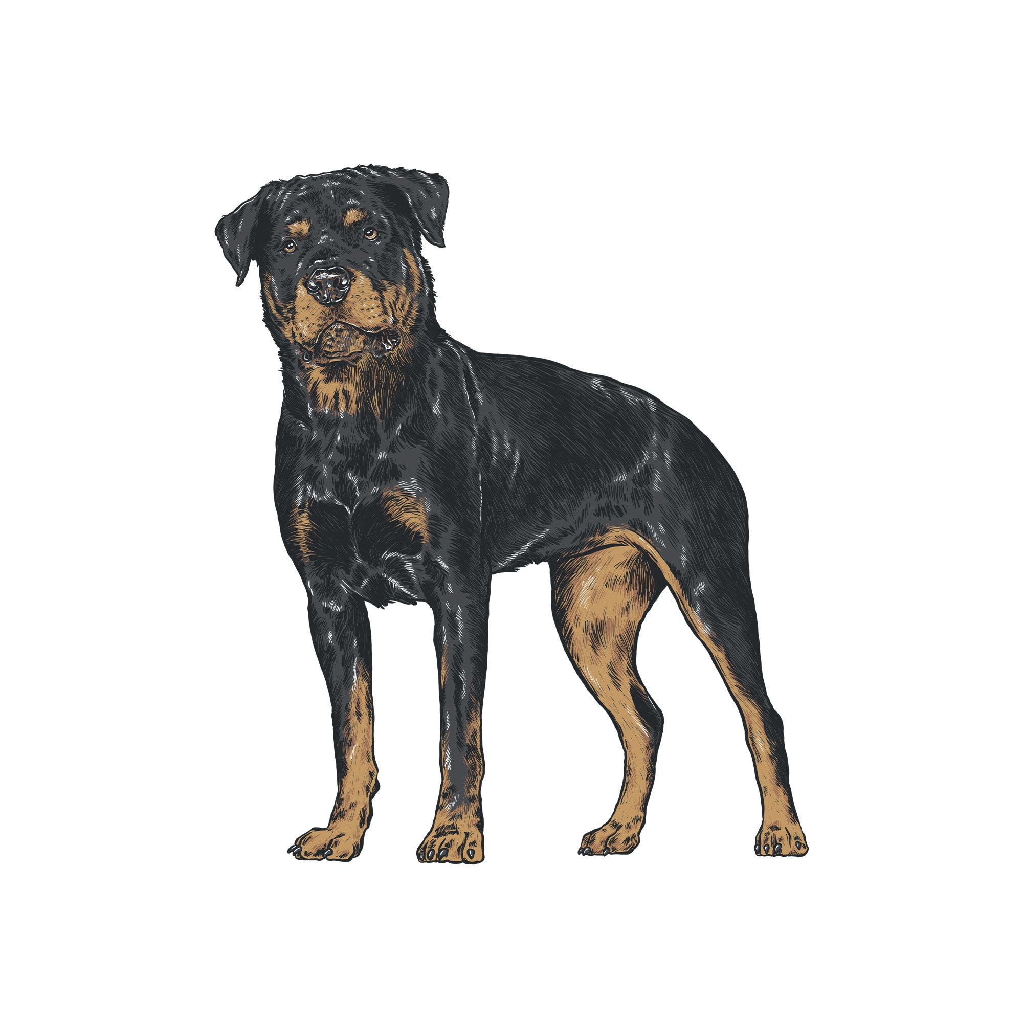 Rottweiler Sticker - Etsy