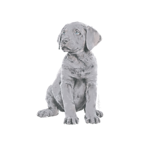 Silver Labrador Puppy Sticker | Etsy