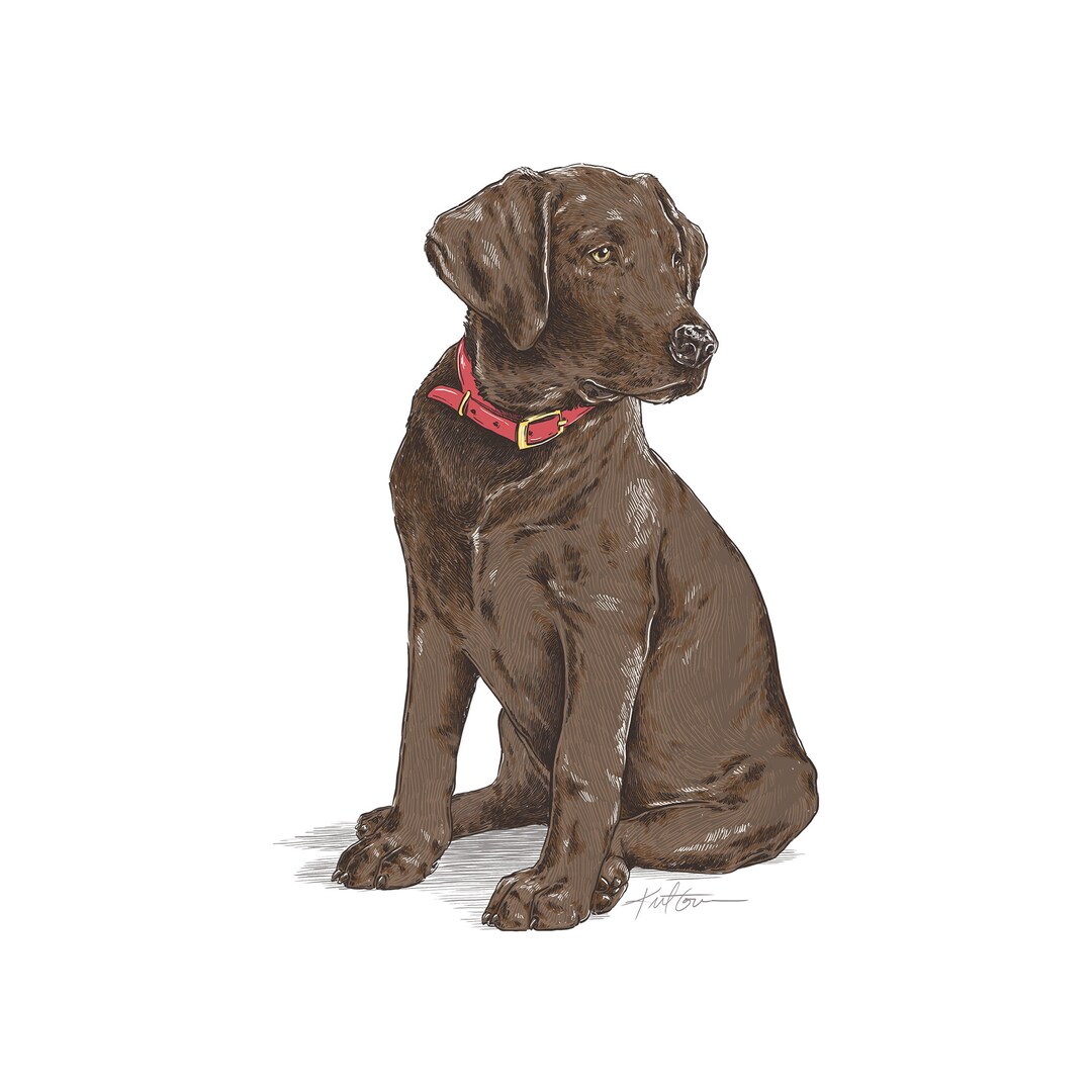 Chocolate Labrador Sticker - Etsy