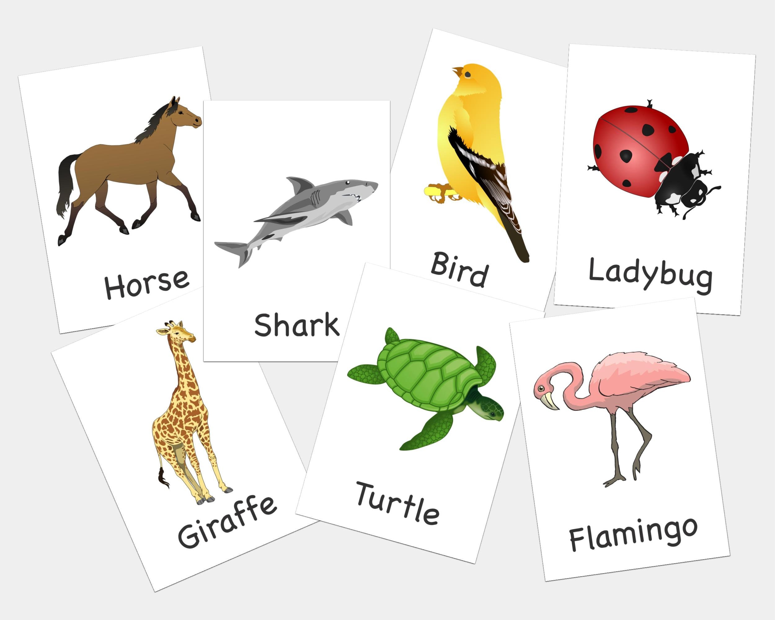 Animal Flashcards - Printable Flashcards - Animals and Insects ...