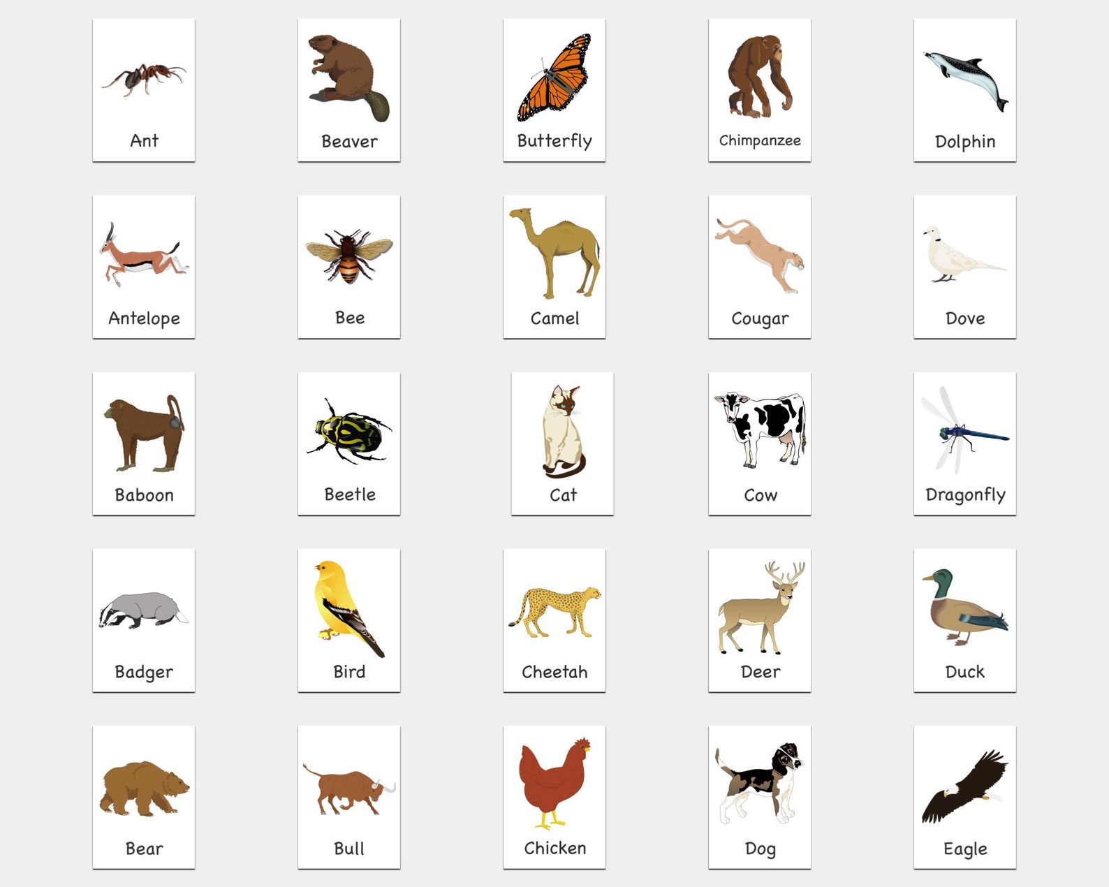 Animal Flashcards - Printable Flashcards - Animals and Insects ...