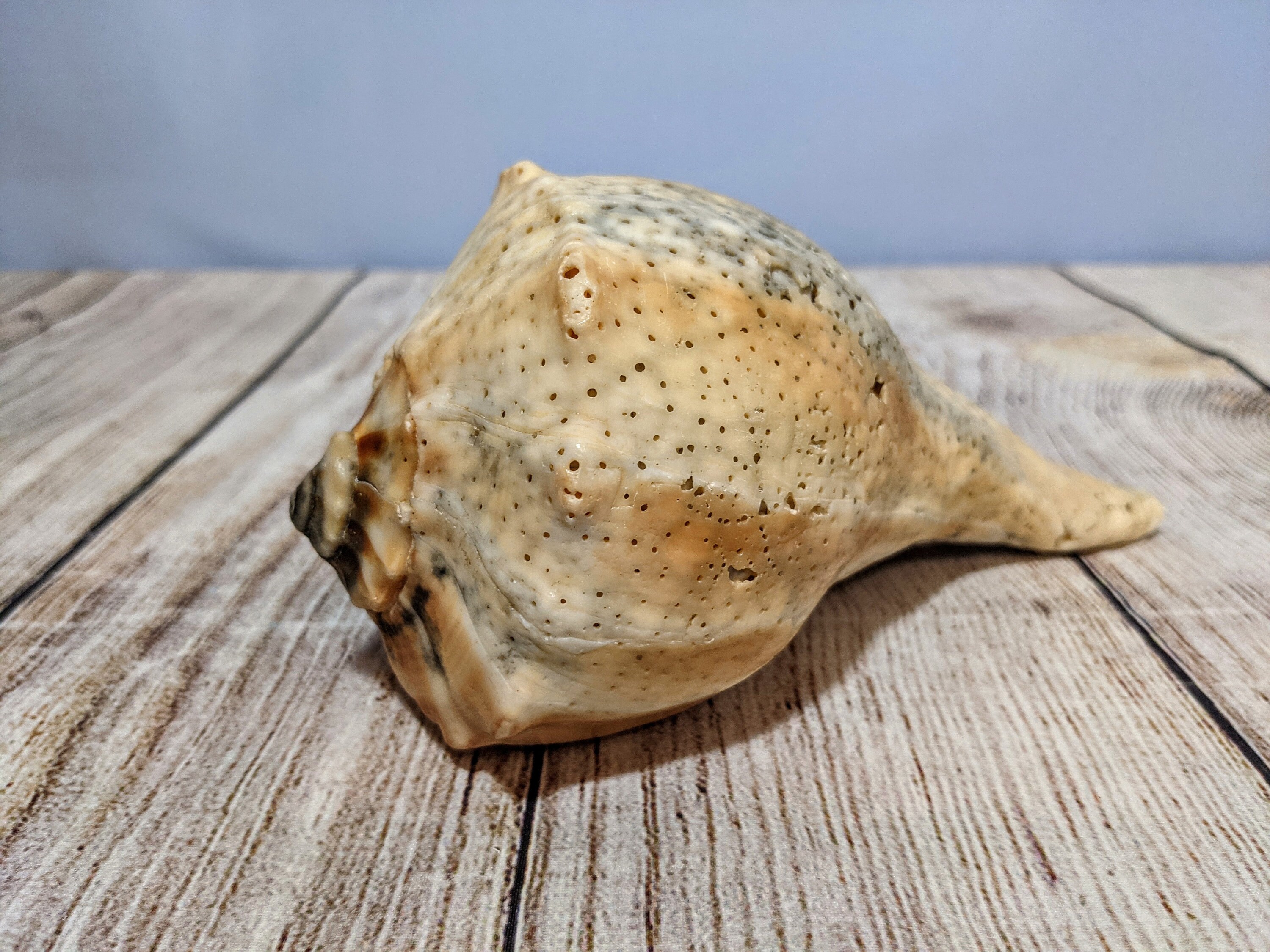 Knobbed Whelk Conch Shell Large Seashell Real Seashell | Etsy