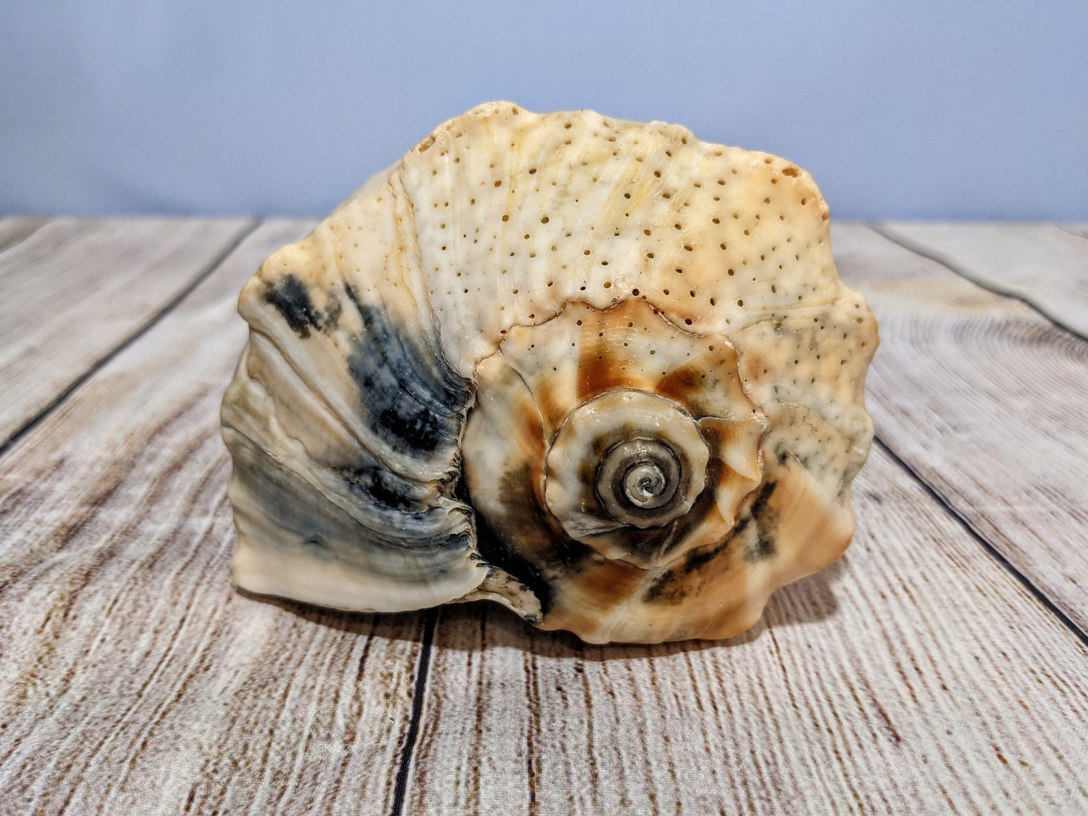 Knobbed Whelk Conch Shell Large Seashell Real Seashell | Etsy