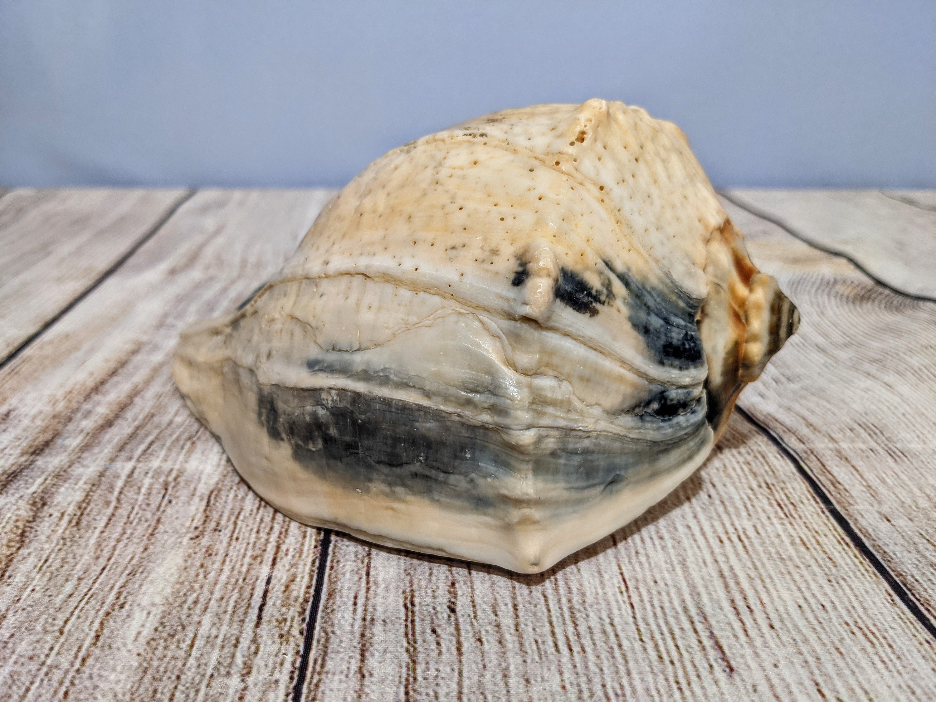 Knobbed Whelk Conch Shell Large Seashell Real Seashell | Etsy