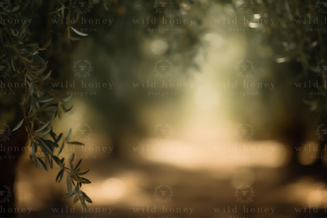 Olive Grove Digital Backdrop: Orchard, Trees (digital Download) - Etsy